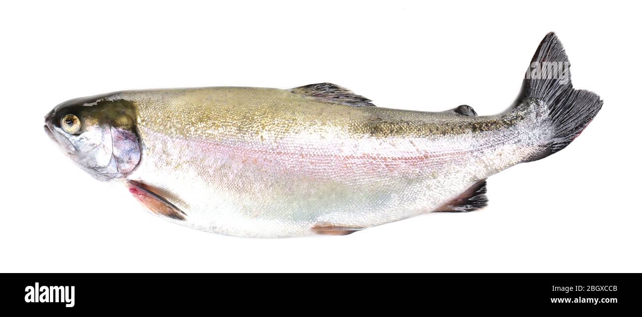 Fresh trout fish isolated on white Stock Photo - Alamy