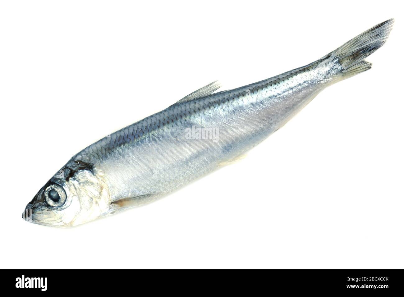 Fresh fish isolated on white Stock Photo - Alamy