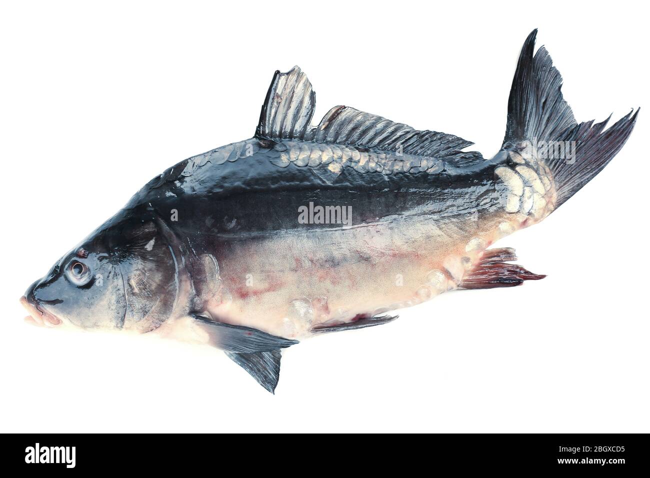 Underwater carp Cut Out Stock Images & Pictures - Alamy