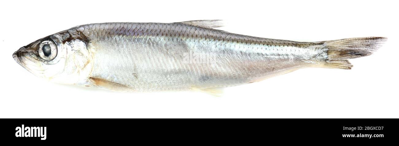 Fresh fish isolated on white Stock Photo - Alamy