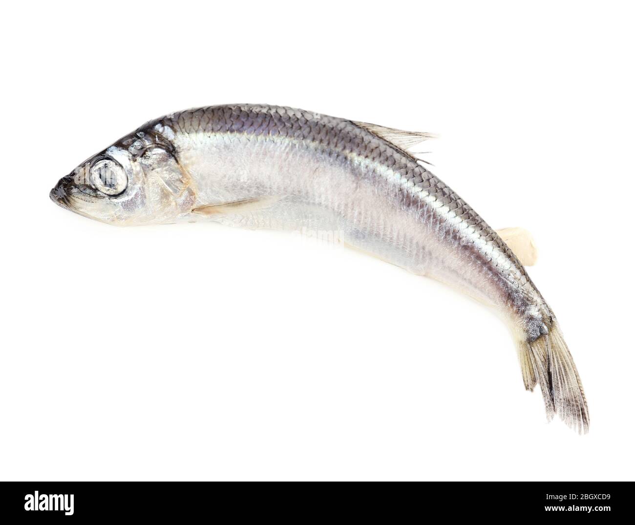 Fresh fish isolated on white Stock Photo - Alamy