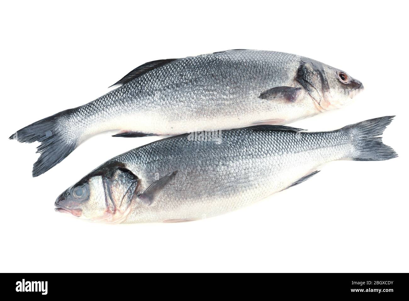 Seabass fishing Cut Out Stock Images & Pictures - Alamy