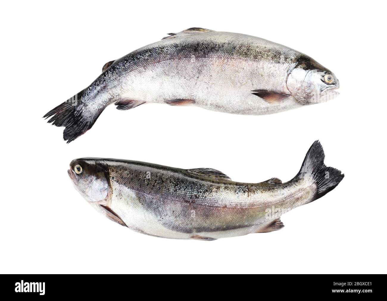 Fresh fish isolated on white Stock Photo - Alamy