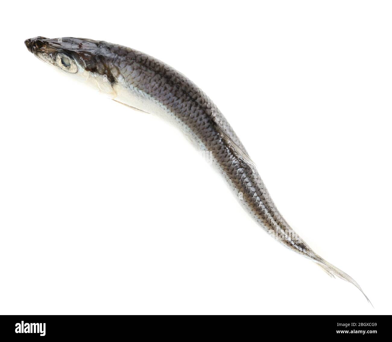 Fresh fish isolated on white Stock Photo - Alamy