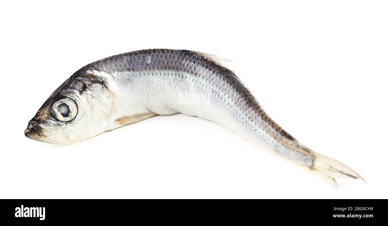 Fresh fish isolated on white Stock Photo - Alamy