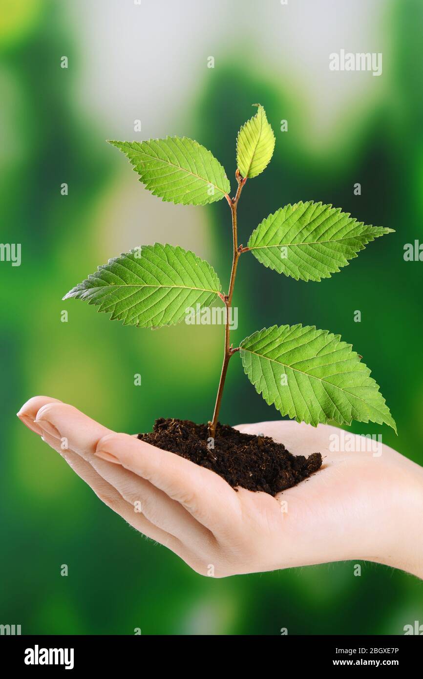 Plant in hand on bright background Stock Photo - Alamy