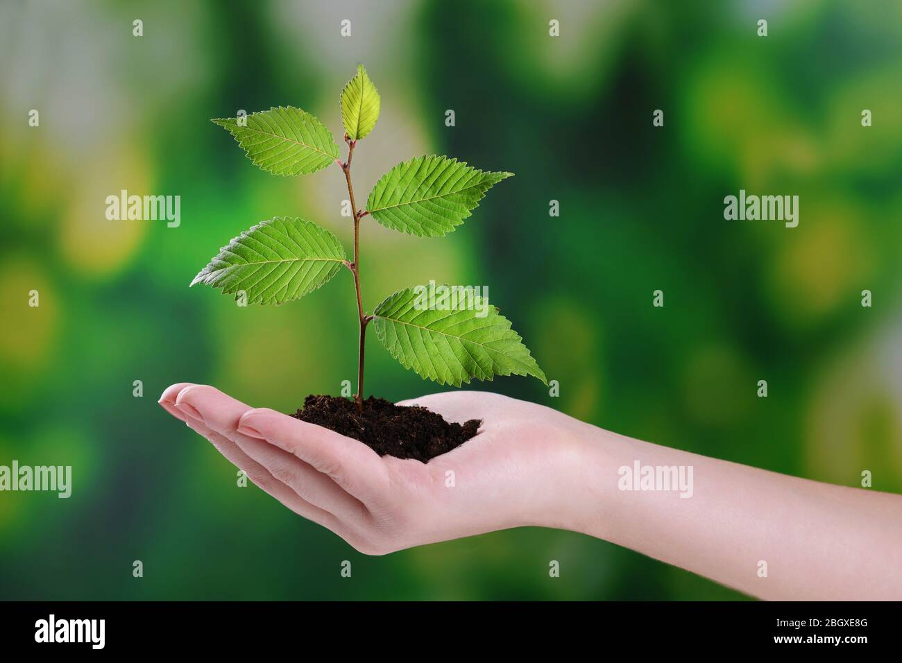 Plant in hand on bright background Stock Photo - Alamy