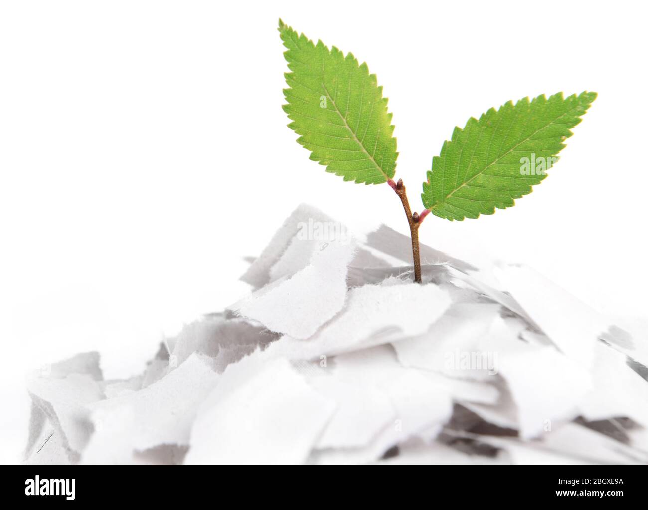 Plant growing from paper isolated on white Stock Photo - Alamy