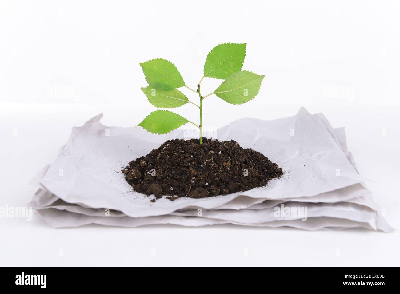 Plant growing from paper isolated on white Stock Photo - Alamy