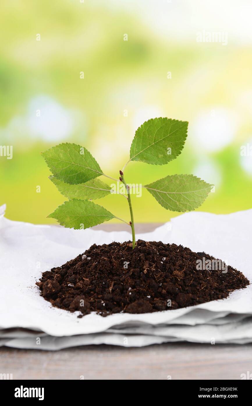 Plant growing from paper on table on bright background Stock Photo - Alamy