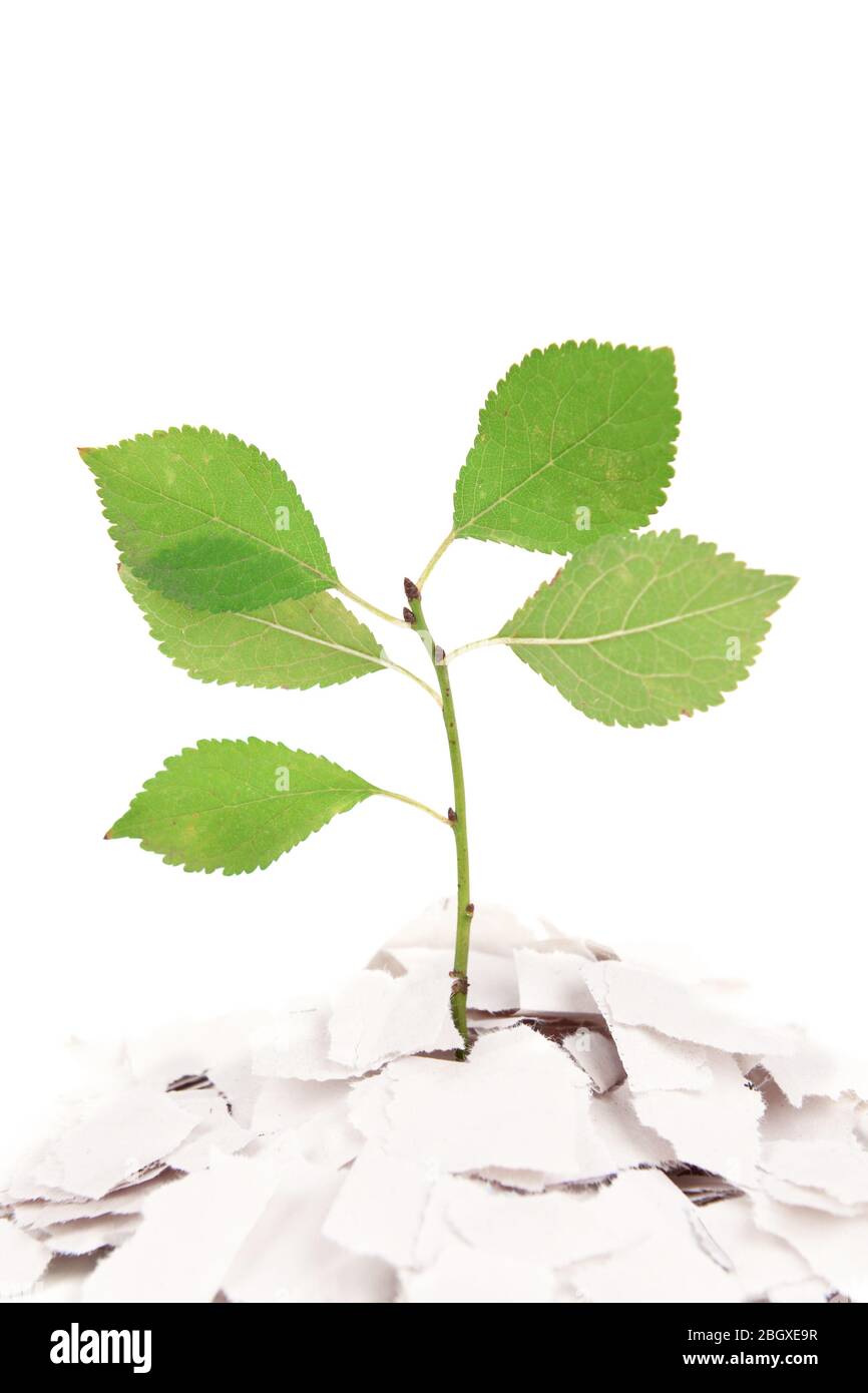 Plant growing from paper isolated on white Stock Photo - Alamy