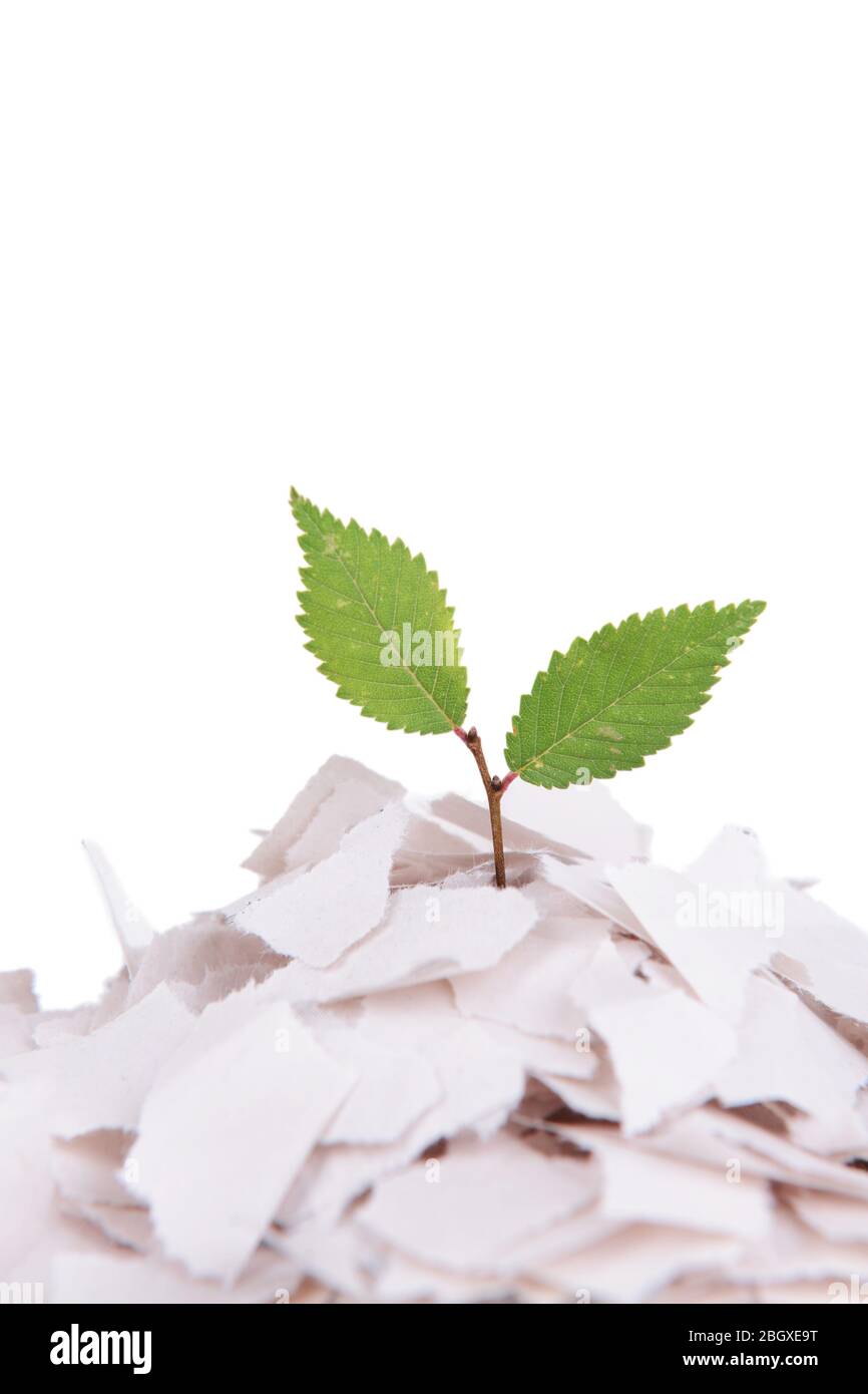 Plant growing from paper isolated on white Stock Photo - Alamy