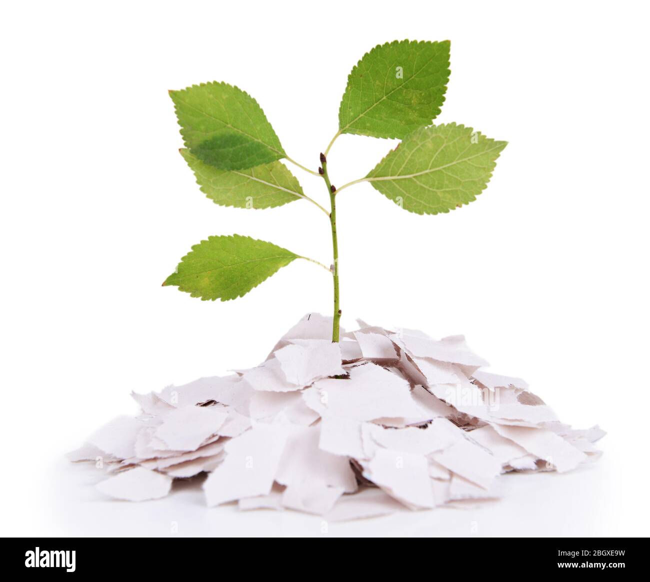 Plant growing from paper isolated on white Stock Photo - Alamy