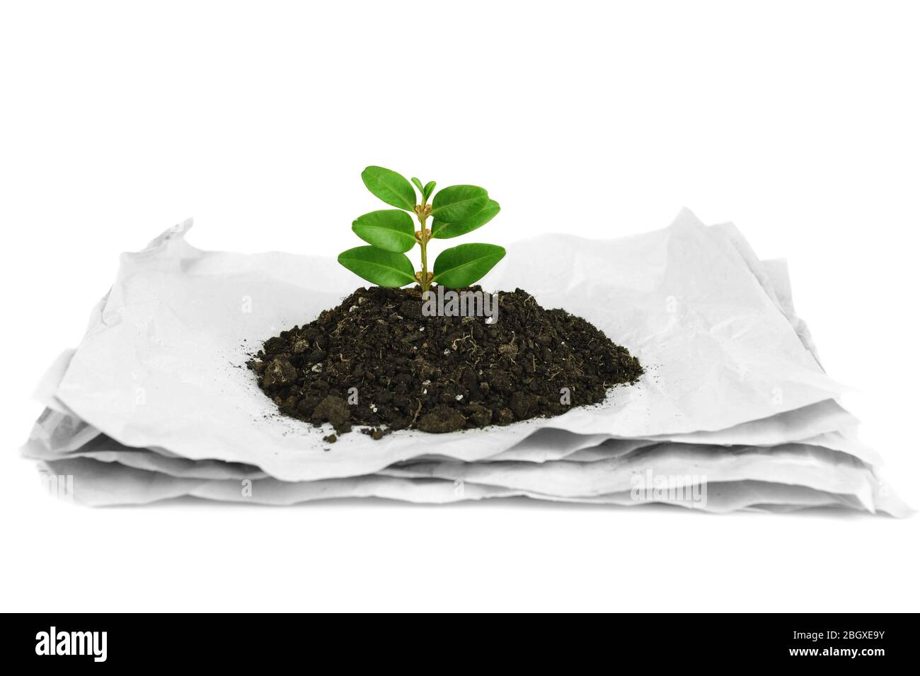 Plant growing from paper isolated on white Stock Photo - Alamy