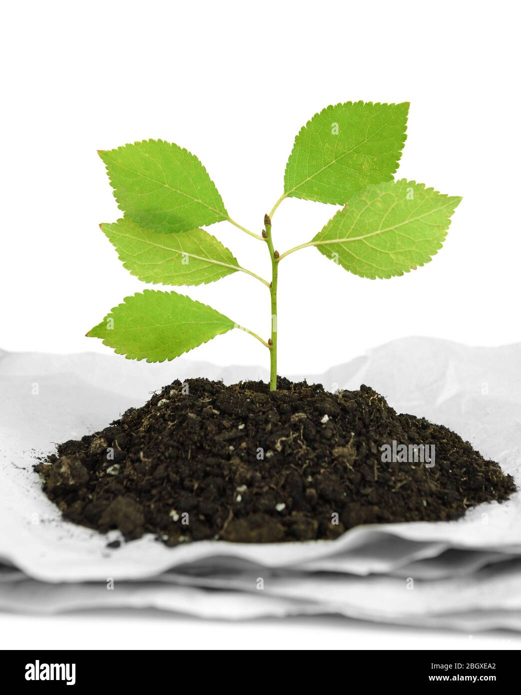 Plant growing from paper isolated on white Stock Photo - Alamy