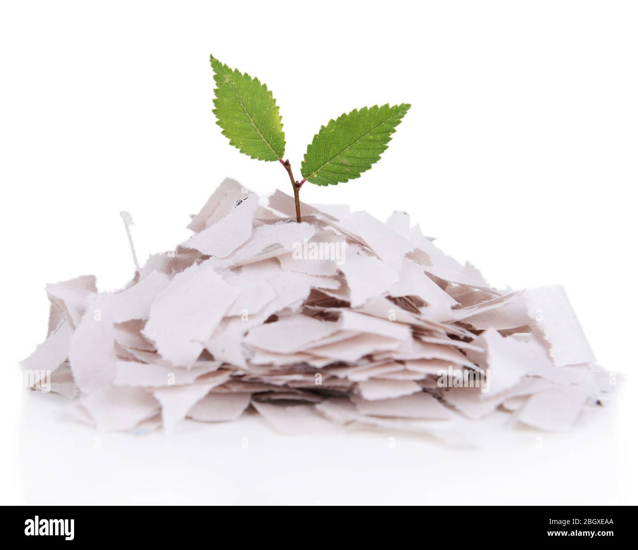 Plant growing from paper isolated on white Stock Photo - Alamy