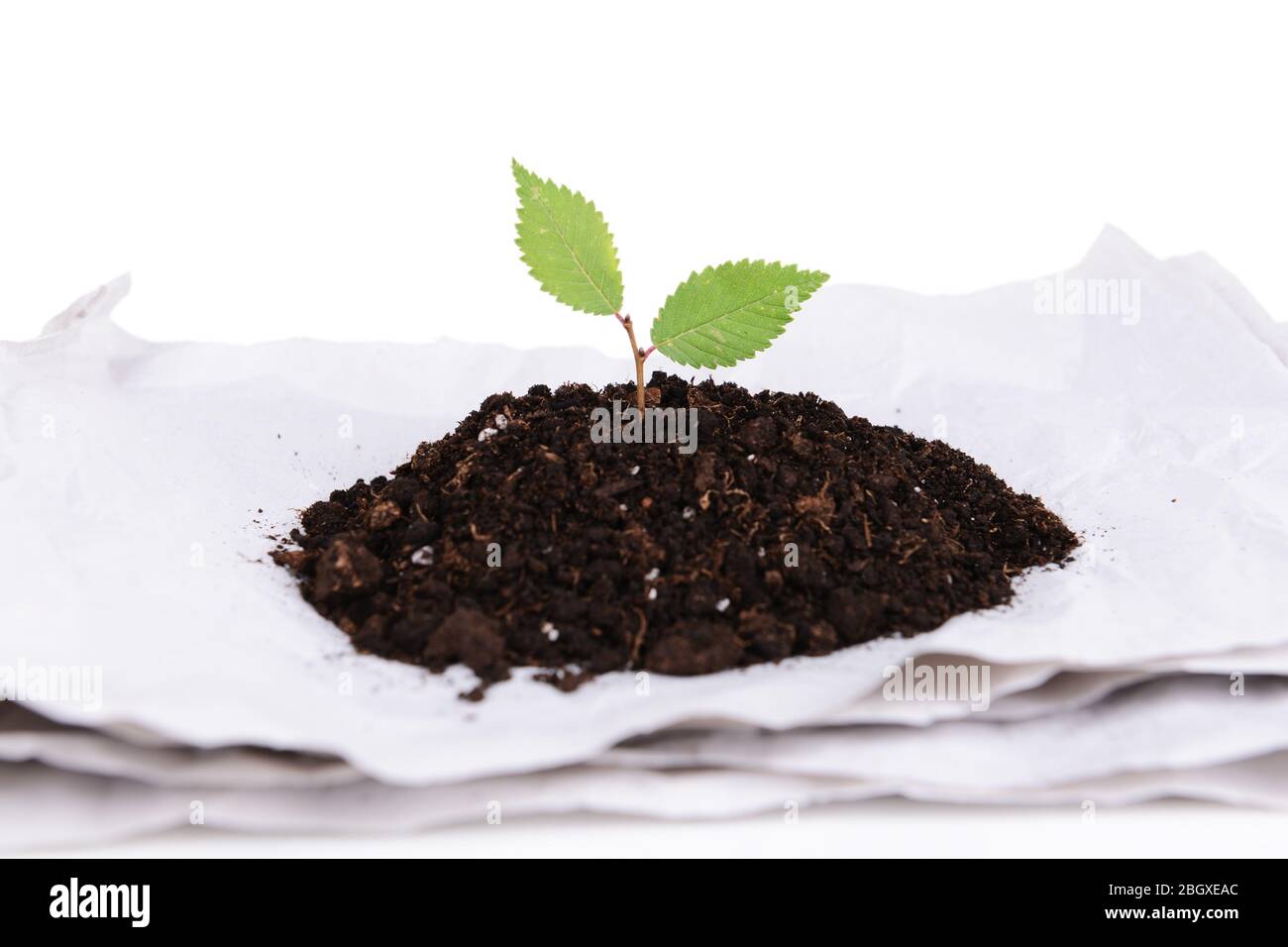 Plant growing from paper isolated on white Stock Photo - Alamy