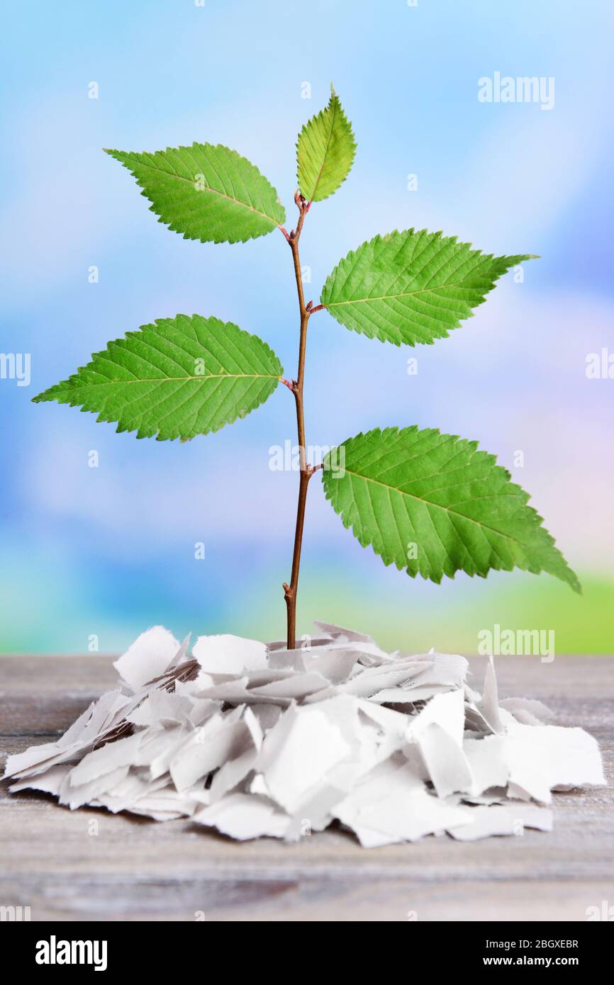 Plant growing from paper on table on bright background Stock Photo - Alamy