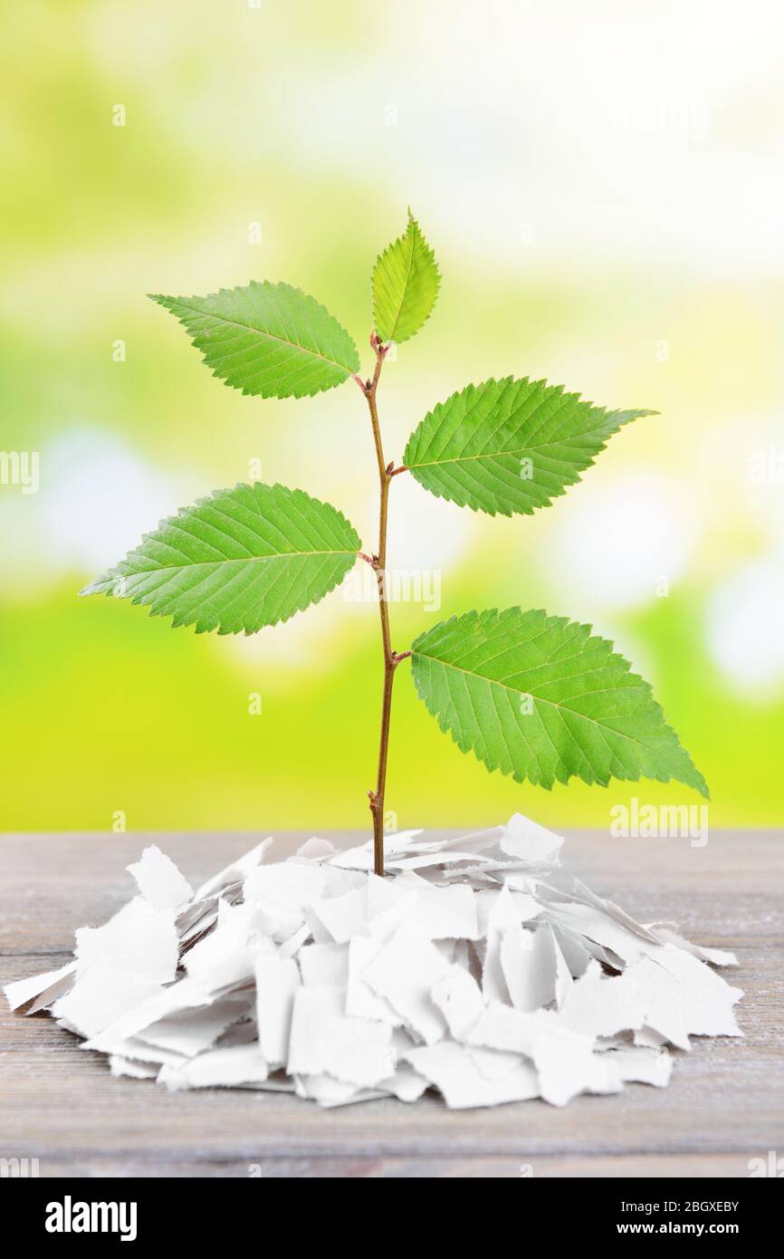 Plant growing from paper on table on bright background Stock Photo - Alamy