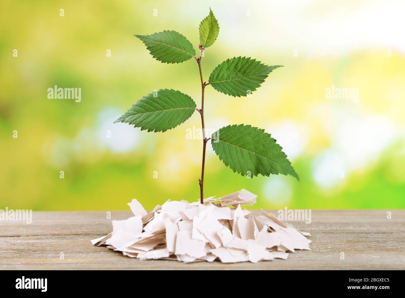 Plant growing from paper on table on bright background Stock Photo - Alamy