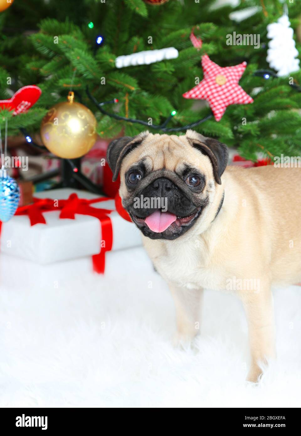 Funny, cute and playful pug dog on white carpet near Christmas tree ...