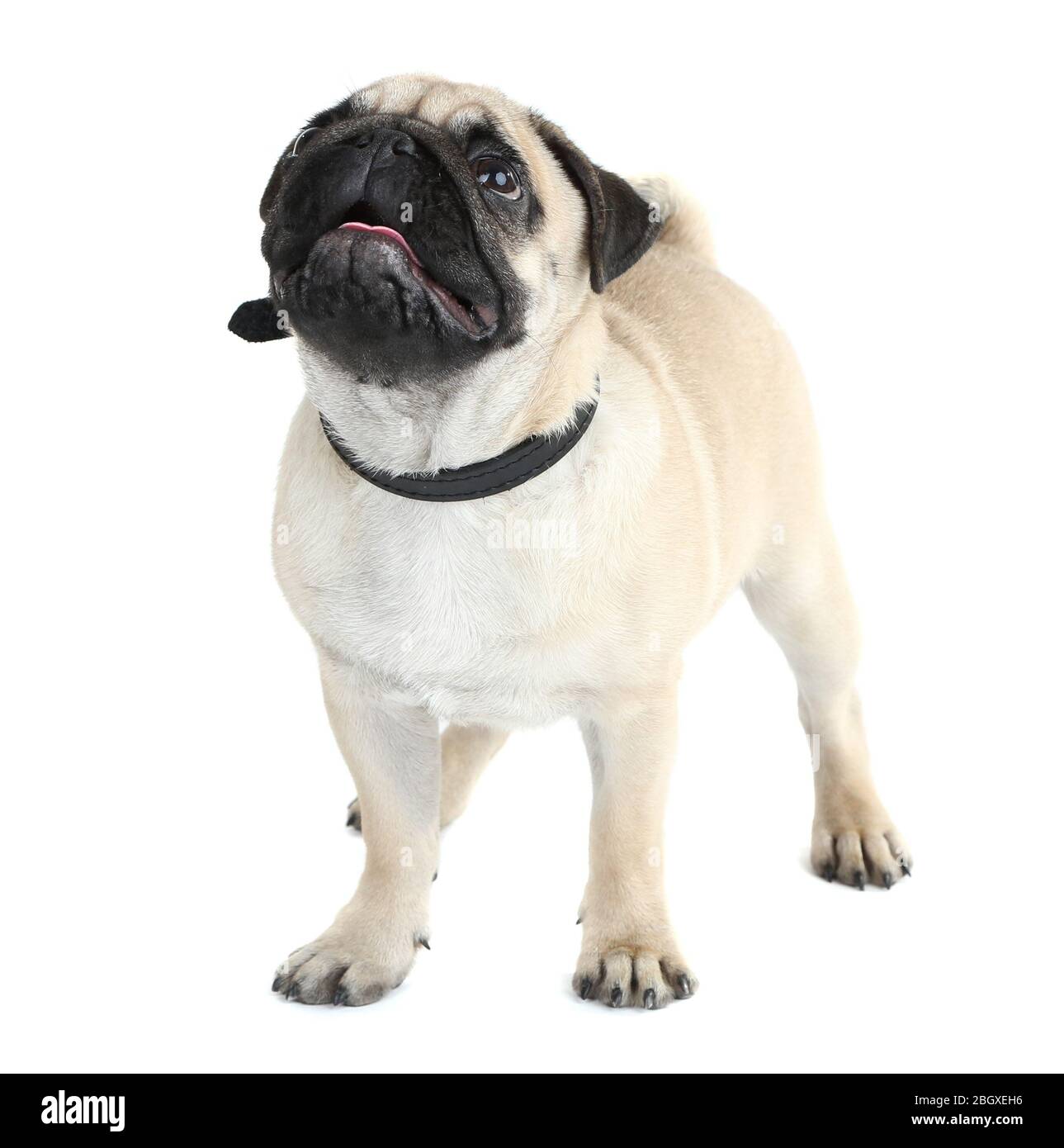Playful pug hi-res stock photography and images - Alamy