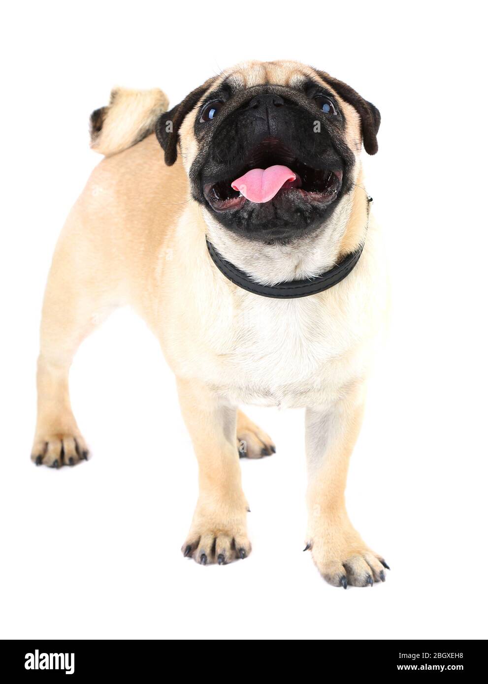 Funny, cute and playful pug dog isolated on white Stock Photo - Alamy
