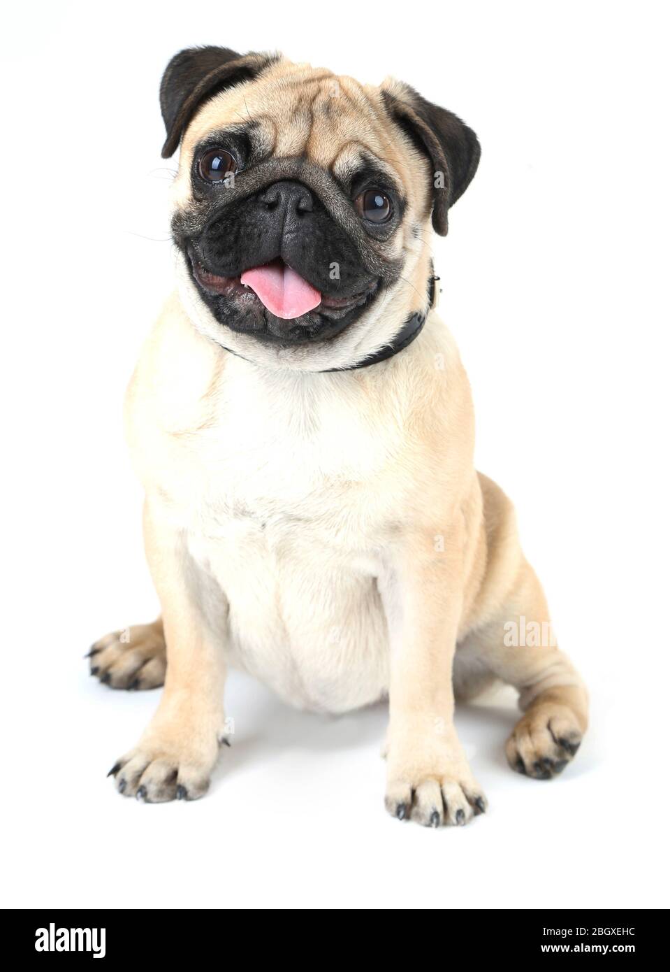 Funny, cute and playful pug dog isolated on white Stock Photo - Alamy