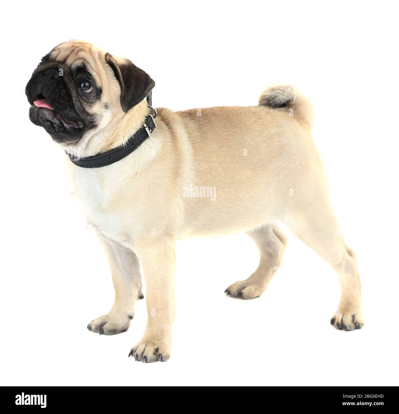 Playful pug hi-res stock photography and images - Alamy