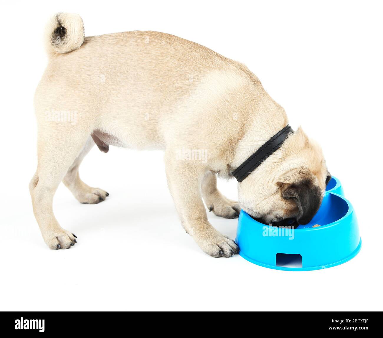 Funny, cute and playful pug dog eating, isolated on white Stock Photo ...