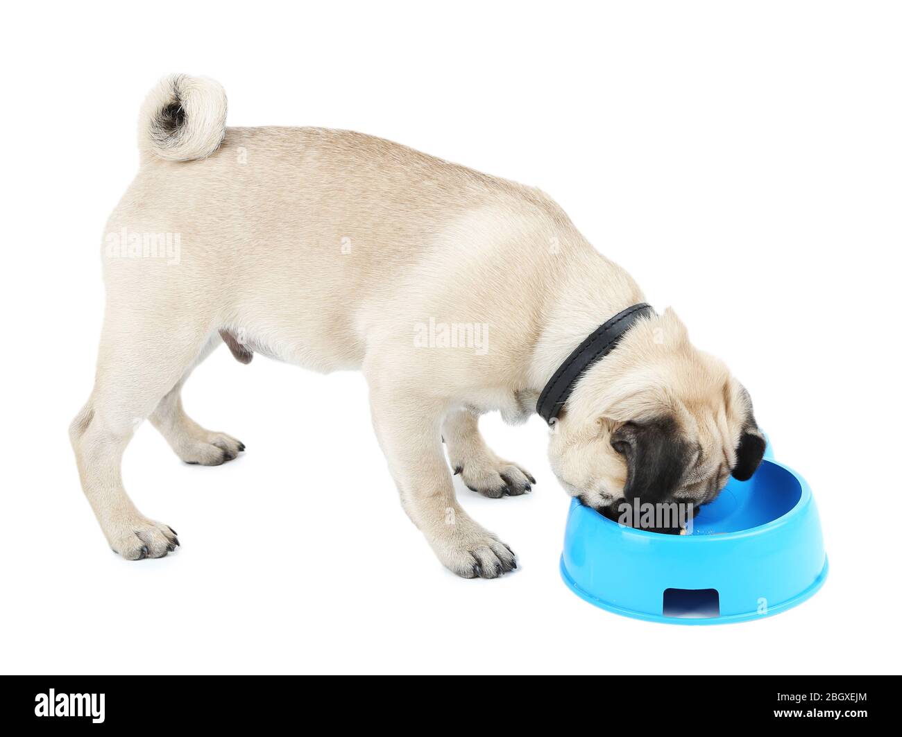Funny, cute and playful pug dog eating, isolated on white Stock Photo ...