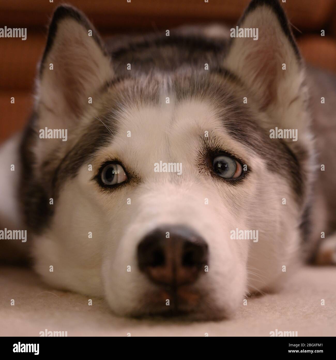 Distracted Eyes of Husky looking to side Stock Photo - Alamy