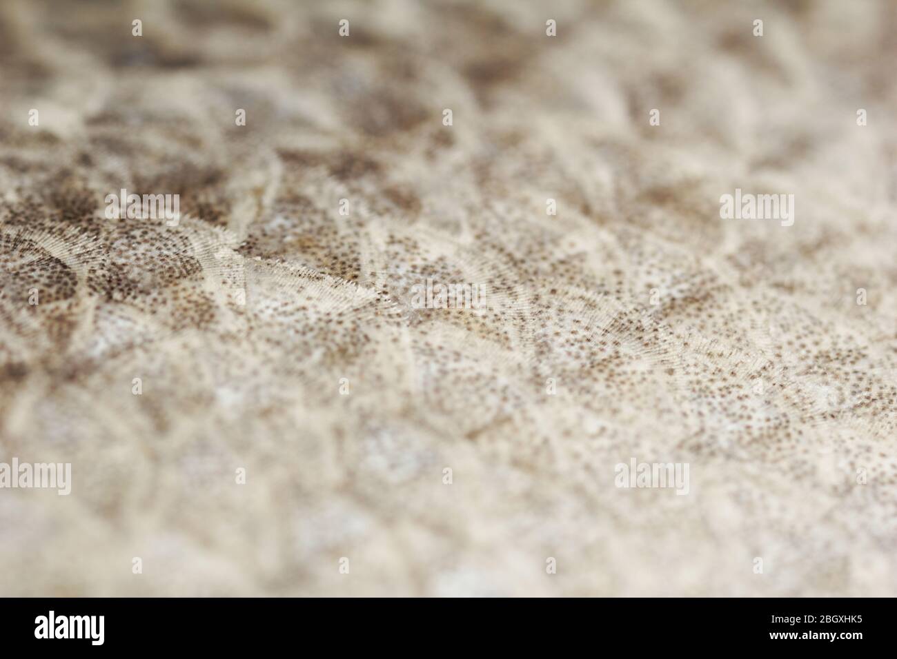 Fish scales close up hi-res stock photography and images - Alamy