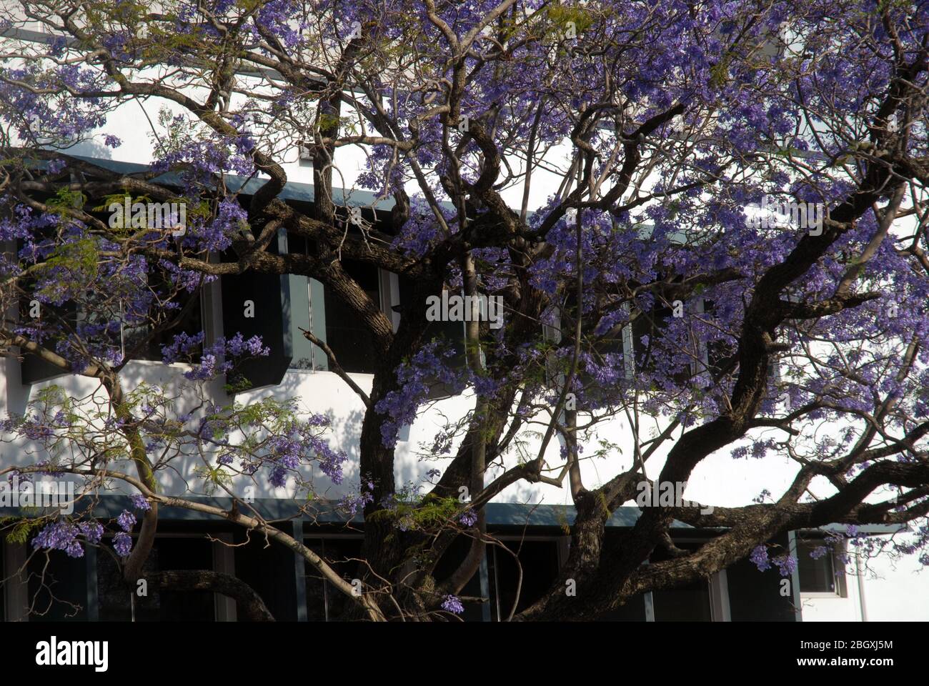 Jacaranda tree queensland hi-res stock photography and images - Alamy