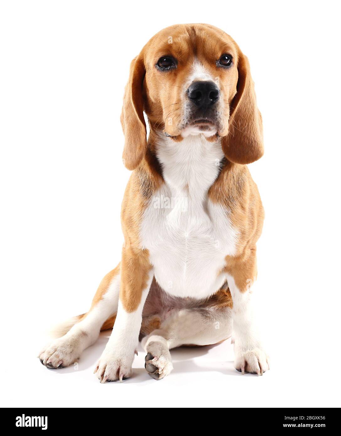 Playful purebred dog beagle Cut Out Stock Images & Pictures - Alamy