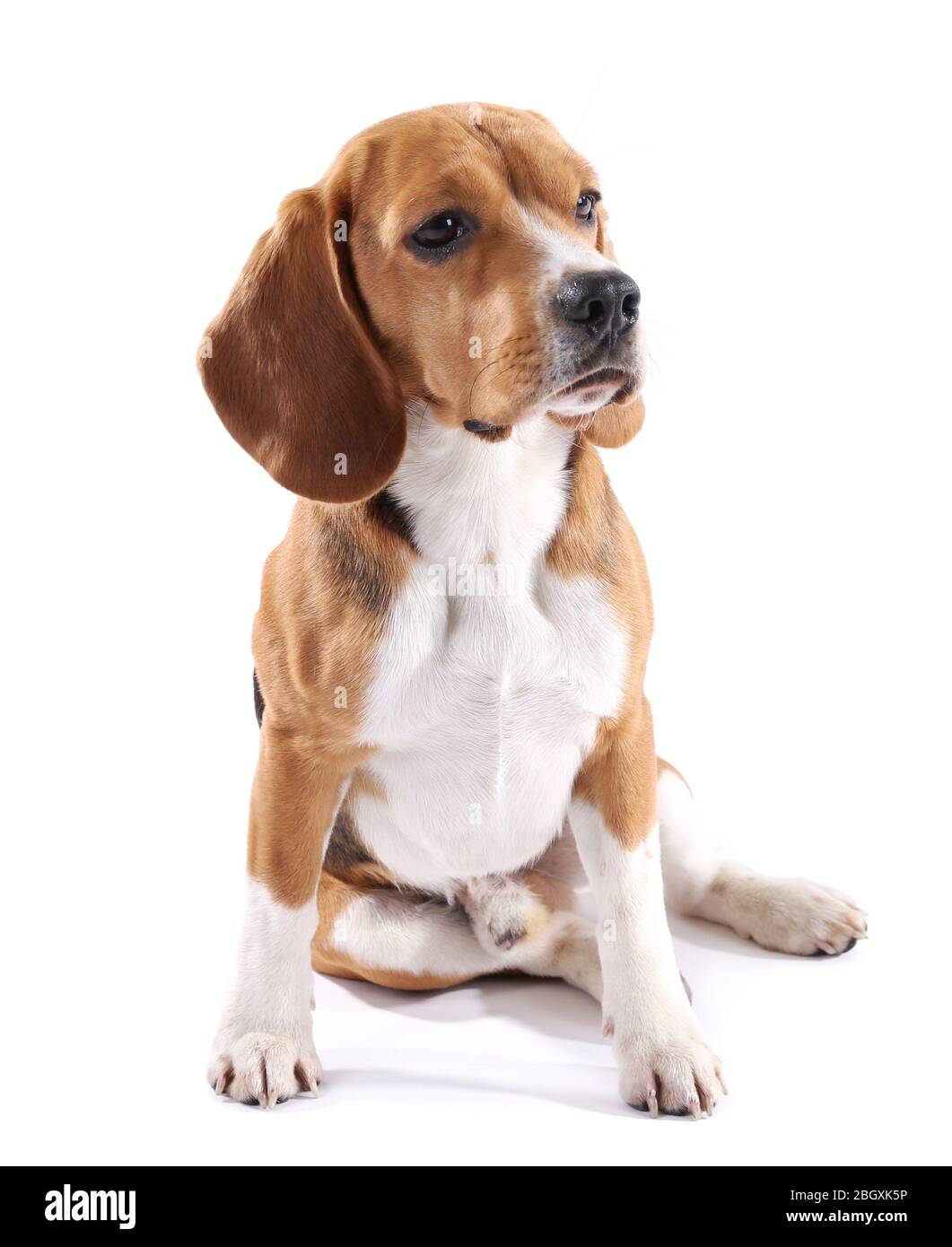 Beagle dog isolated on white Stock Photo - Alamy