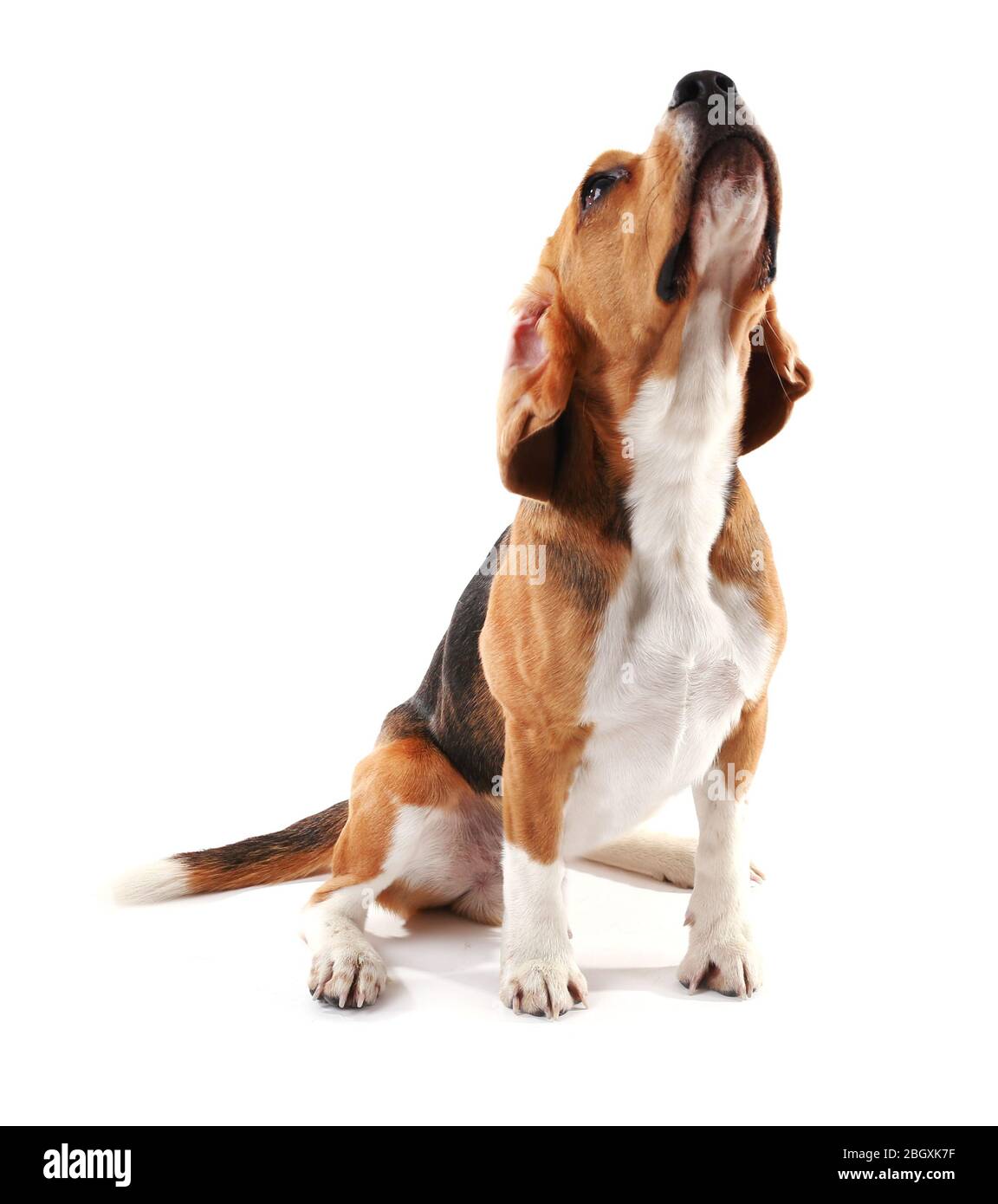 Playful purebred dog beagle Cut Out Stock Images & Pictures - Alamy