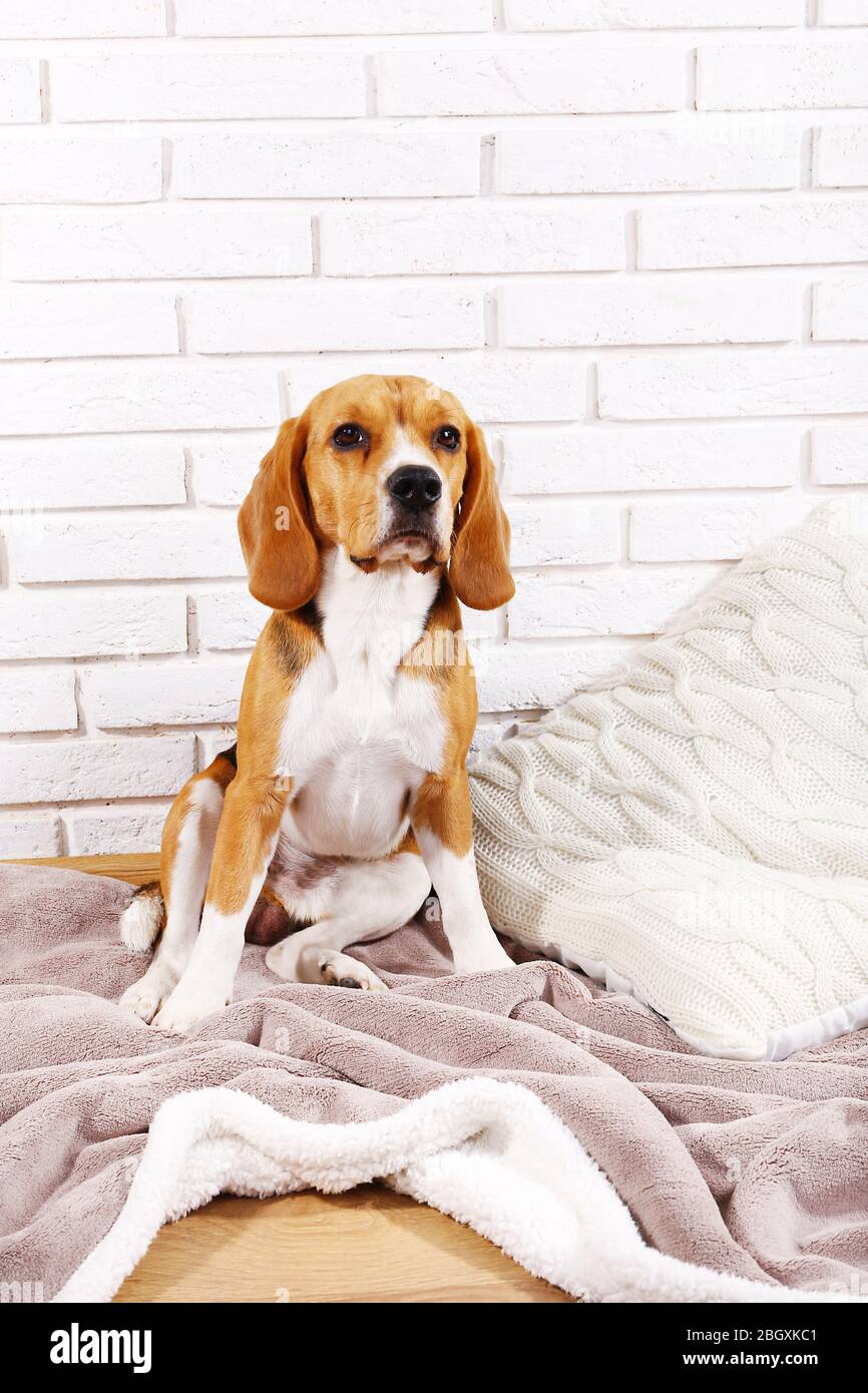 Beagle dog on wall background Stock Photo - Alamy