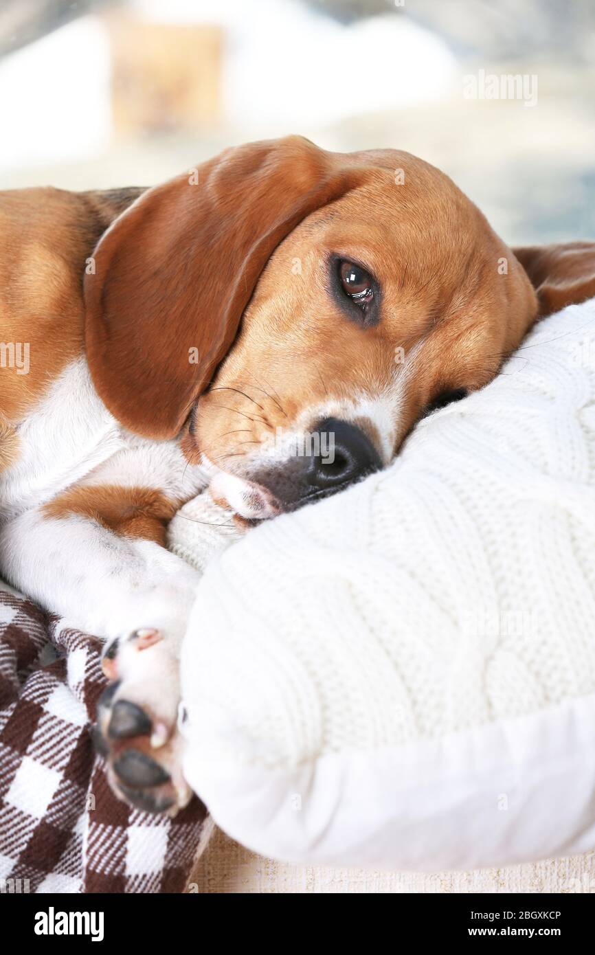 Tired beagle hi-res stock photography and images - Alamy
