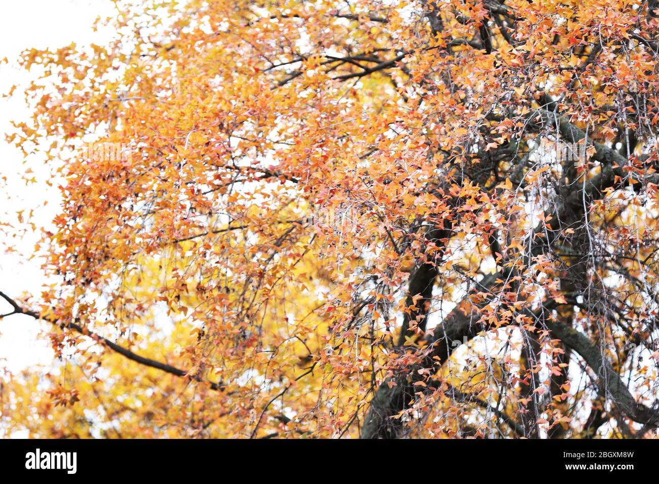 Beautiful autumn trees Stock Photo - Alamy