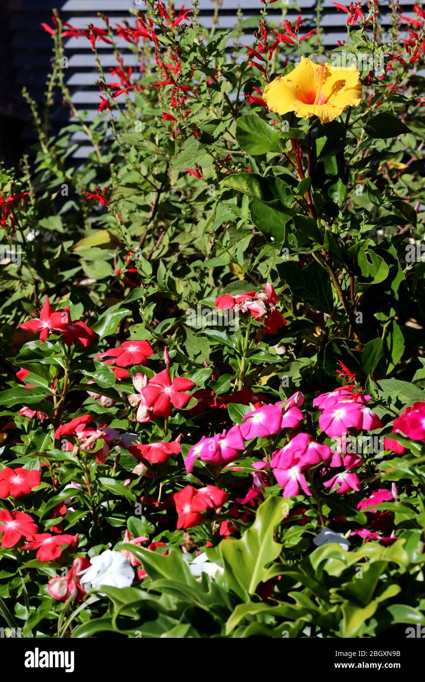 Photograph: Beautiful flowers outside in the garden on a nice warm ...