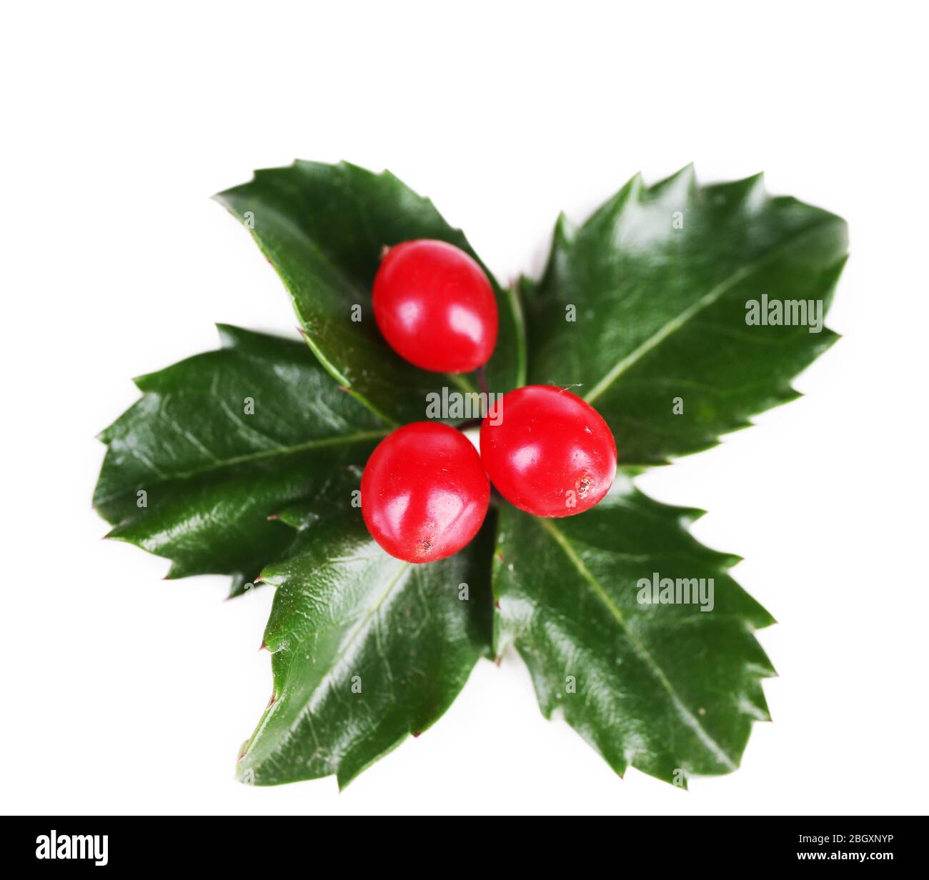 European Holly (Ilex aquifolium) with berries, isolated on white Stock ...