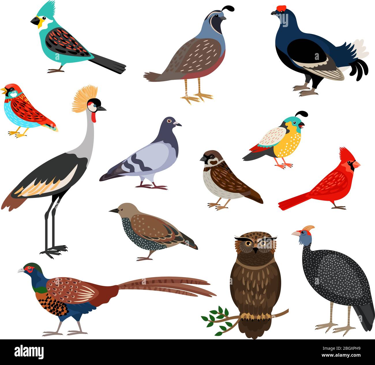 Cute birds. Vector colorful bird set isolated on white background Stock ...