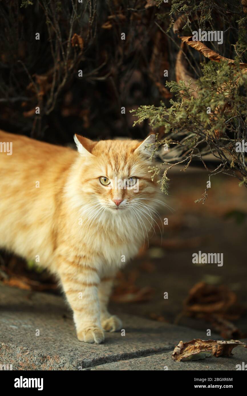 Beautiful red haired big cat hi-res stock photography and images - Alamy