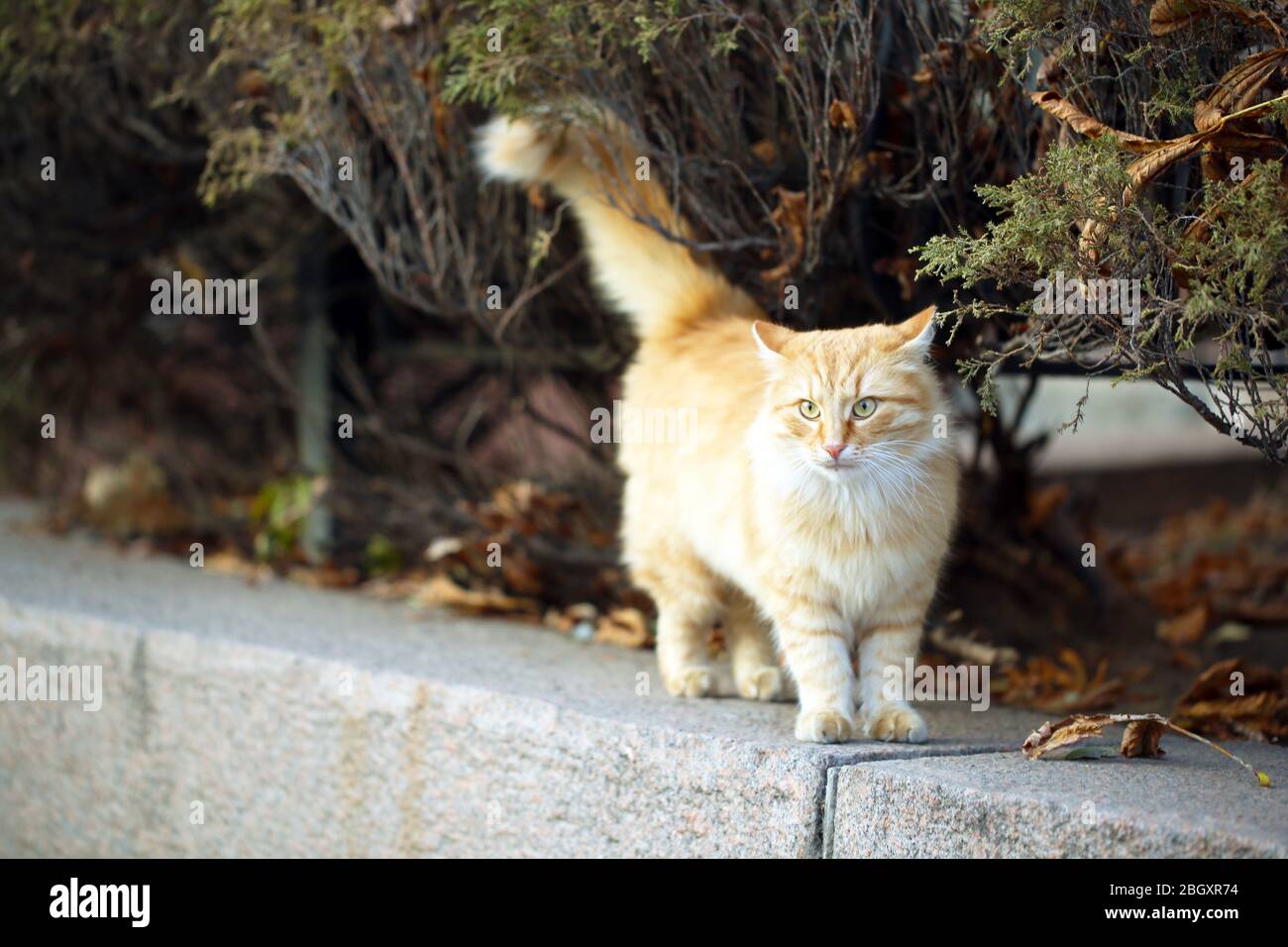 Beautiful red haired big cat hi-res stock photography and images - Alamy