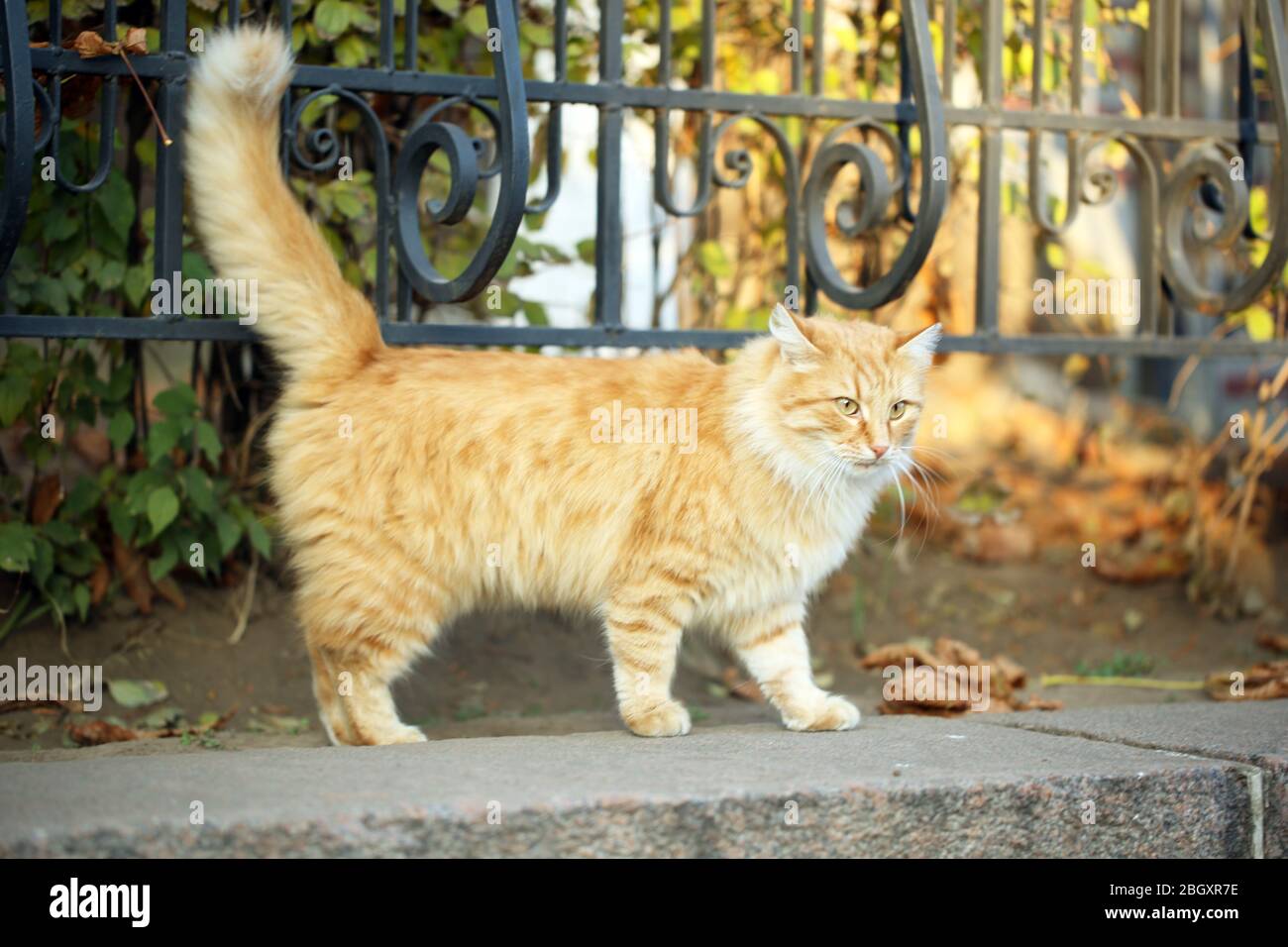 Beautiful big cat, outdoors Stock Photo - Alamy