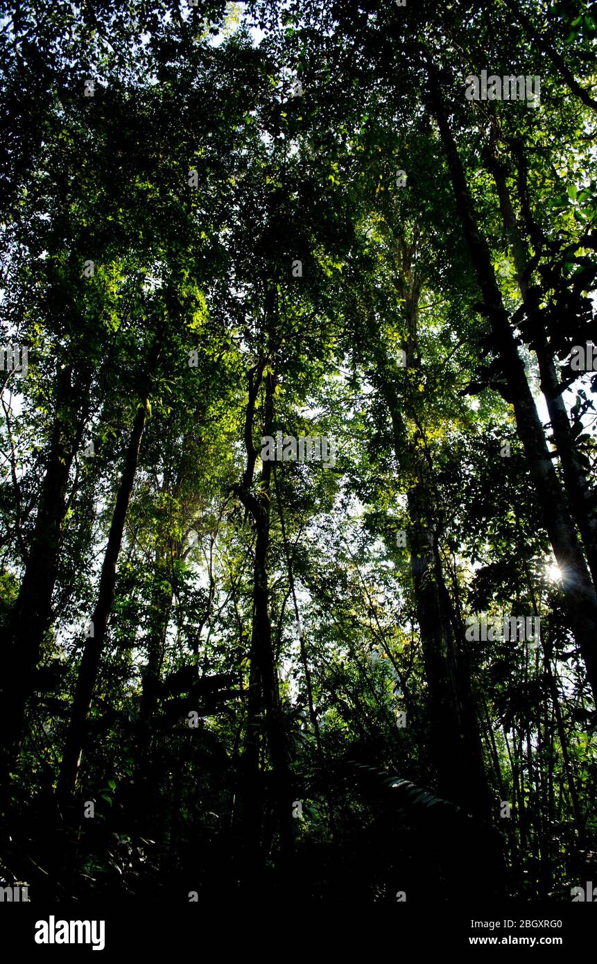 Texture background of green Leaf and blue sky is in forest of midday ...