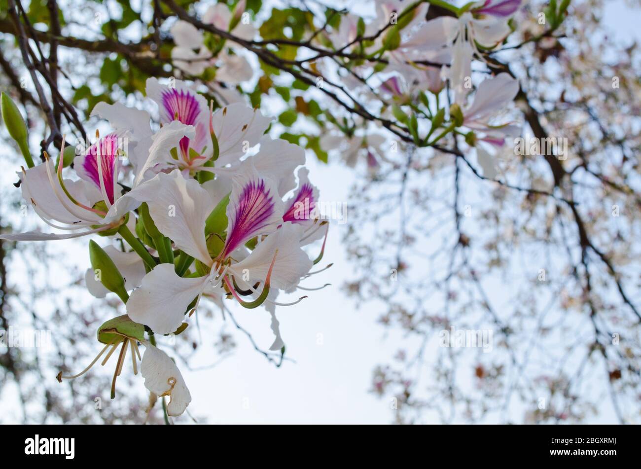Bauhinia variegata is quite a sight to see a whole tree covered with ...