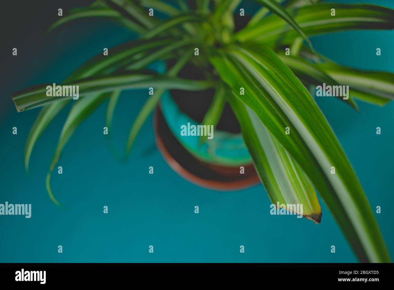 Raw plant hi-res stock photography and images - Alamy