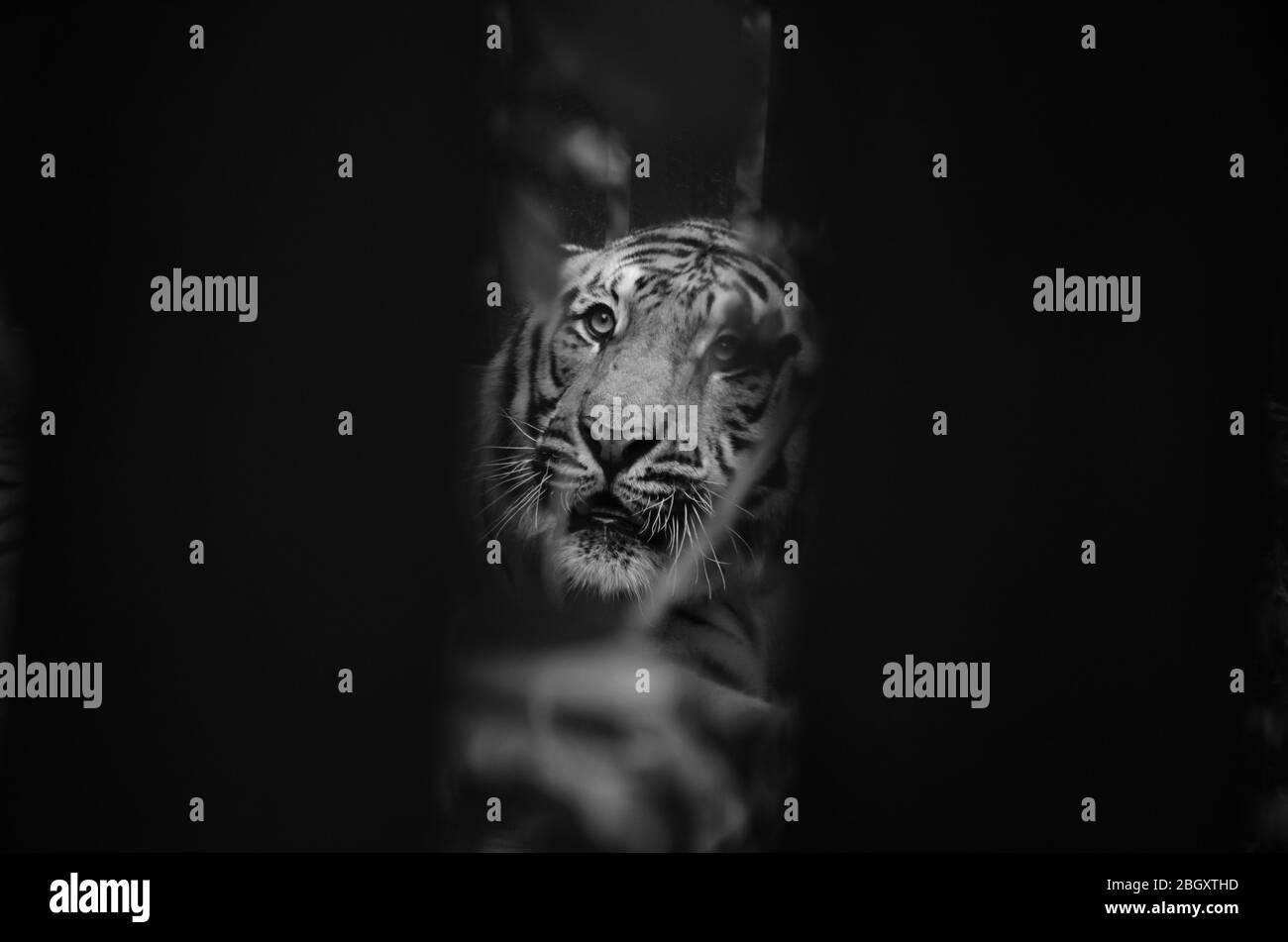 White asian bengal tiger panthera tigris tigris Black and White Stock ...